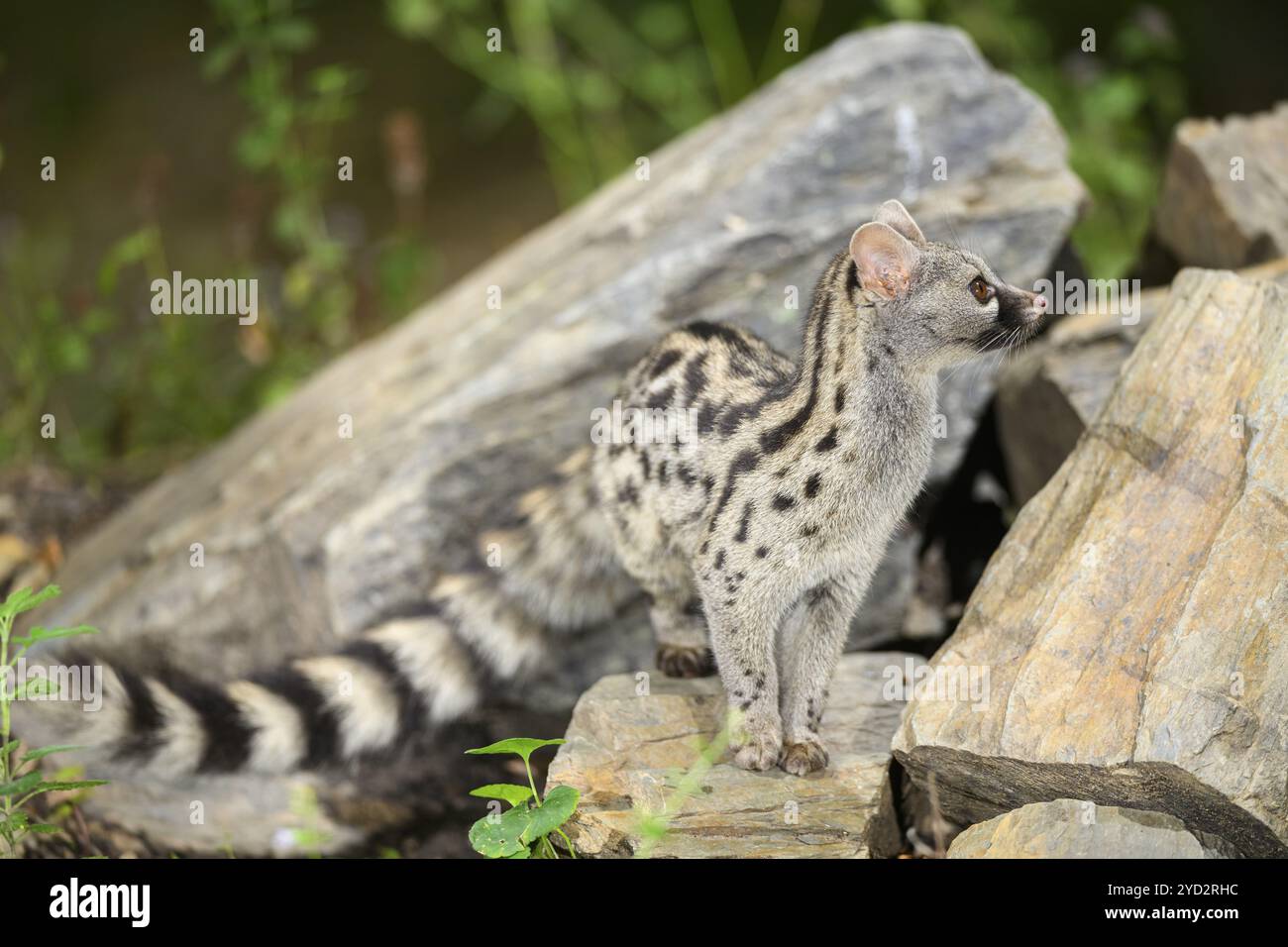 Common genet (Genetta genetta), wildlife in a forest, Montseny National ...