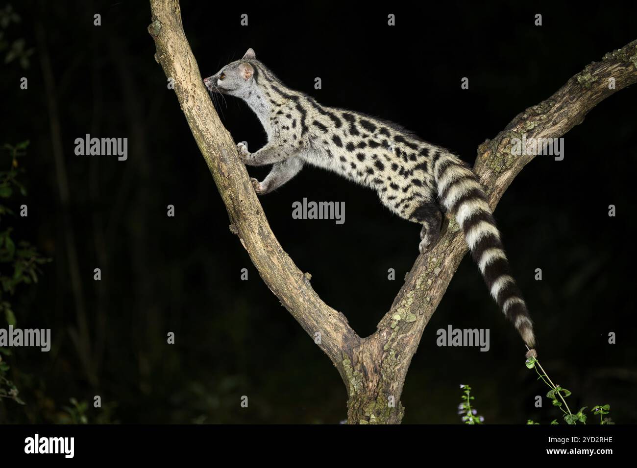 Common genet (Genetta genetta), climbing on a tree wildlife in a forest ...