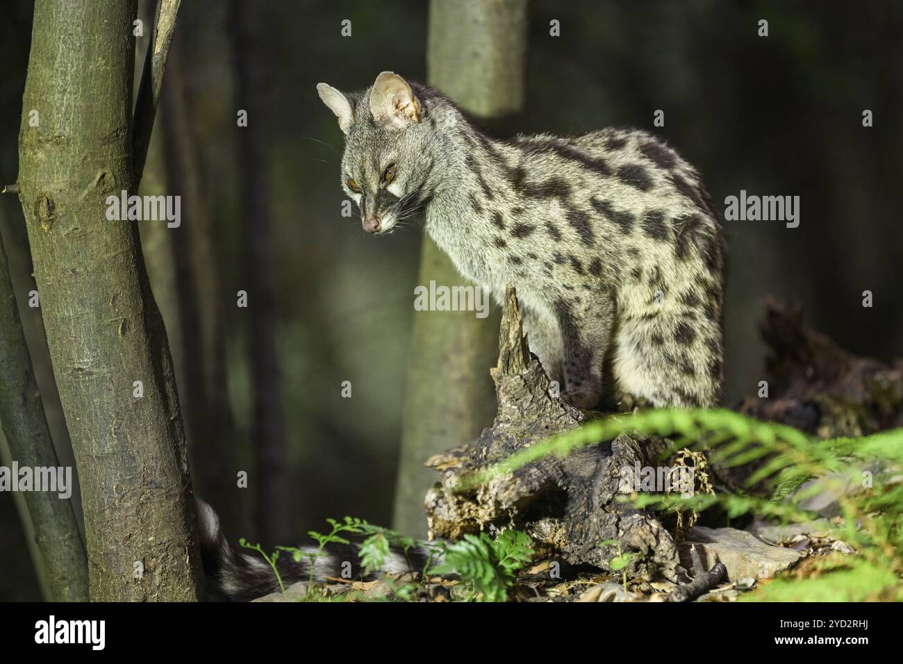 Common genet (Genetta genetta), wildlife in a forest, Montseny National ...
