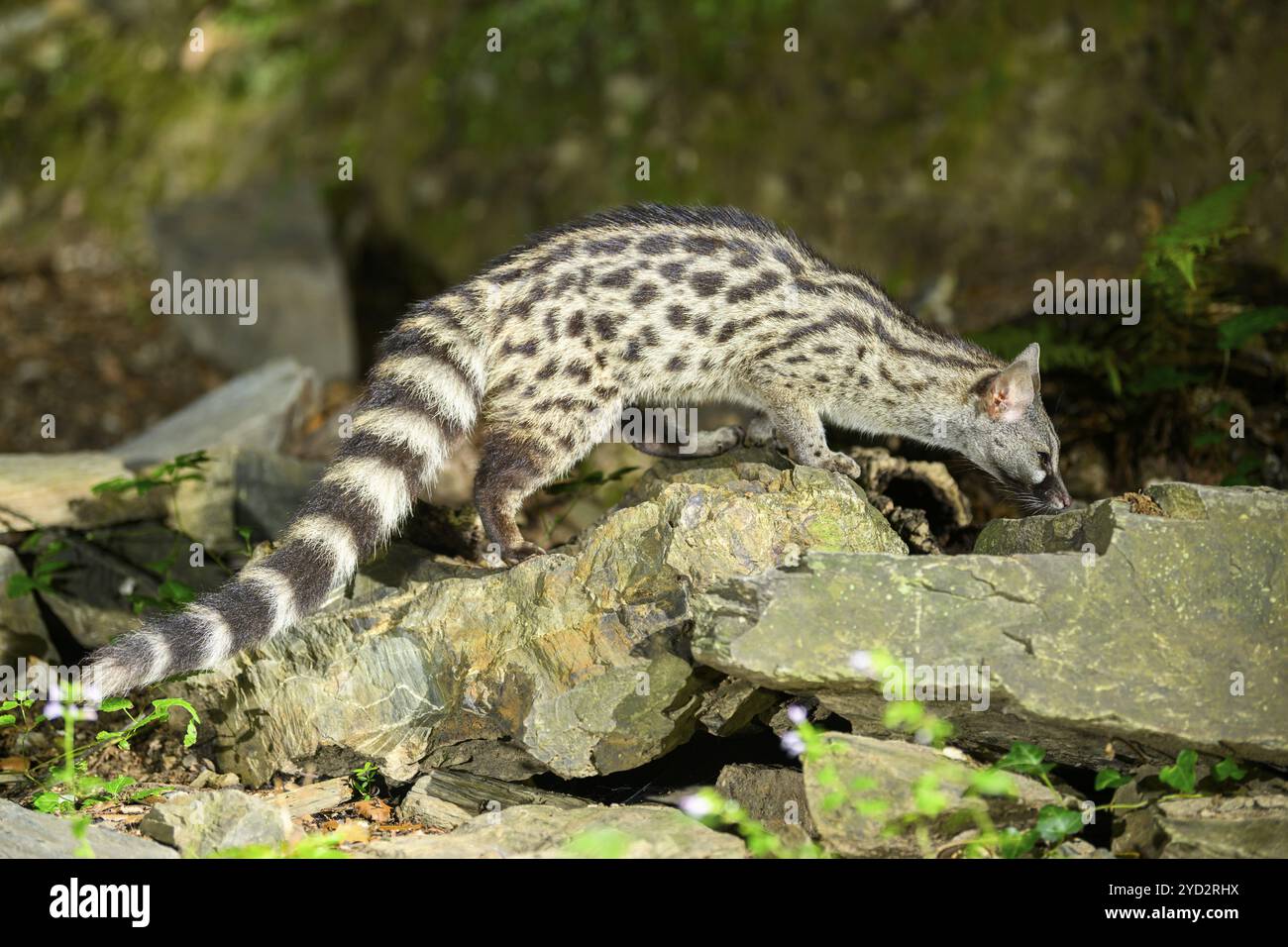 Common genet (Genetta genetta), wildlife in a forest, Montseny National ...