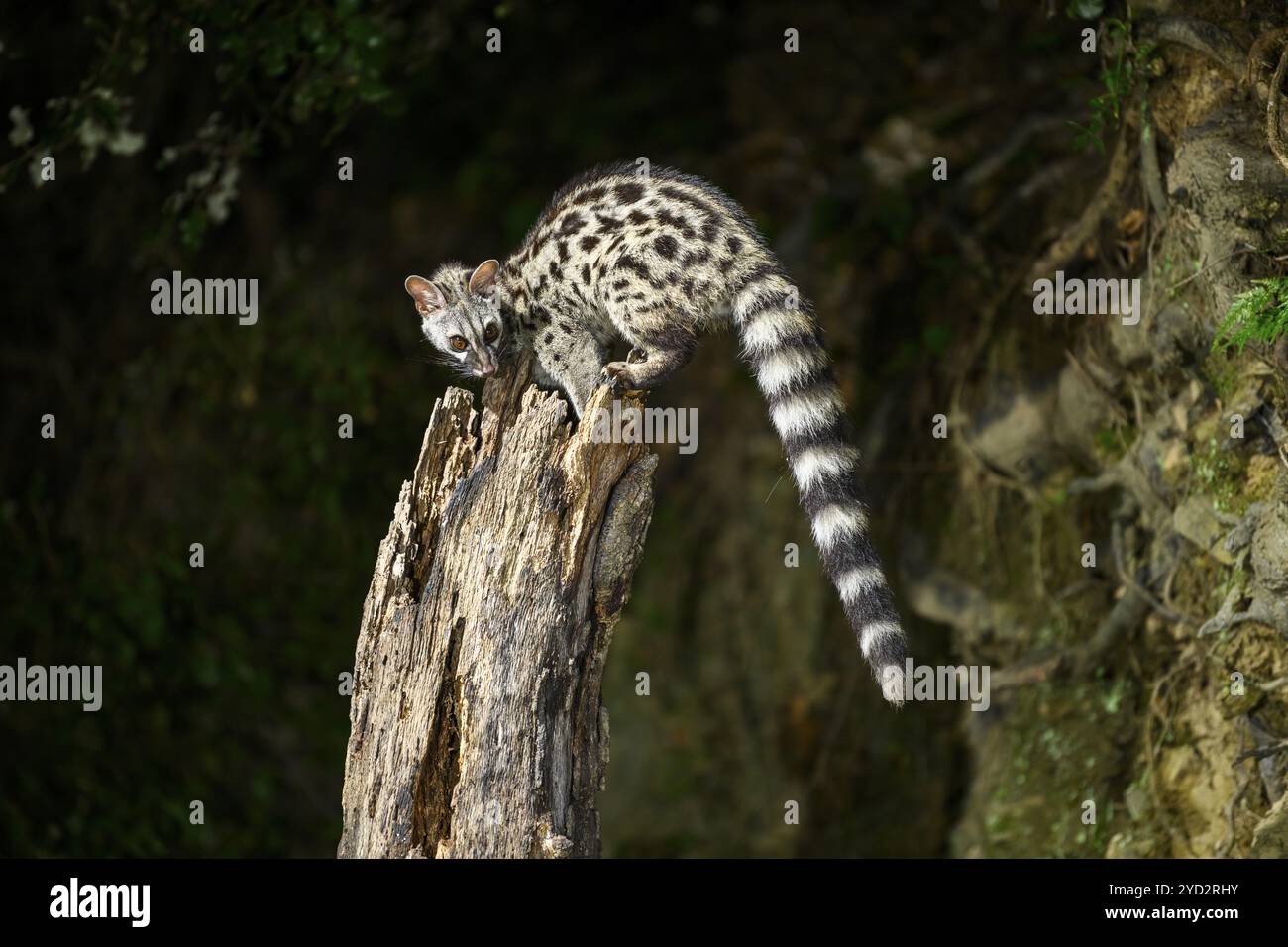 Common genet (Genetta genetta), climbing on a tree wildlife in a forest ...