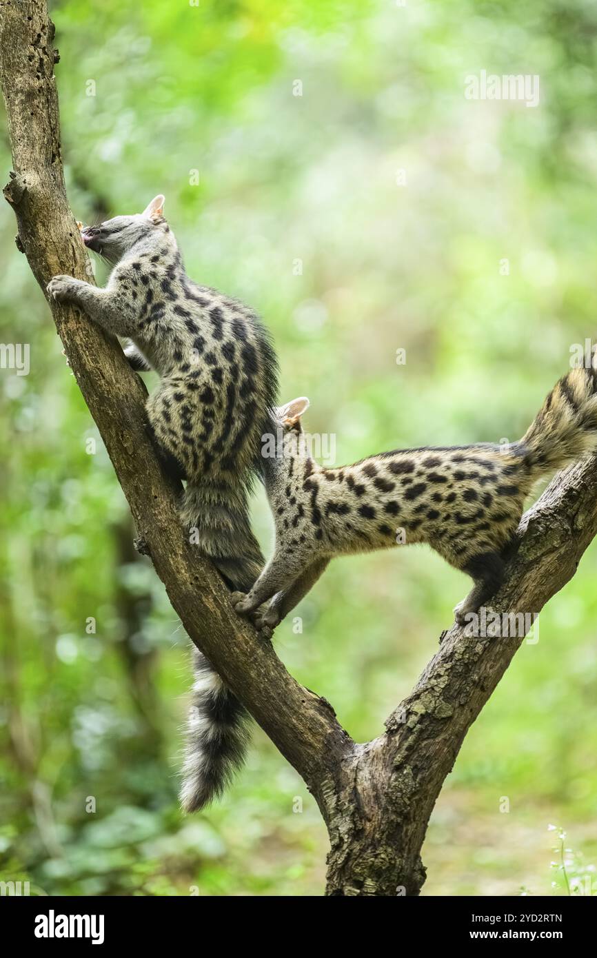Common genet (Genetta genetta), climbing on a tree wildlife in a forest, Montseny National Park ...