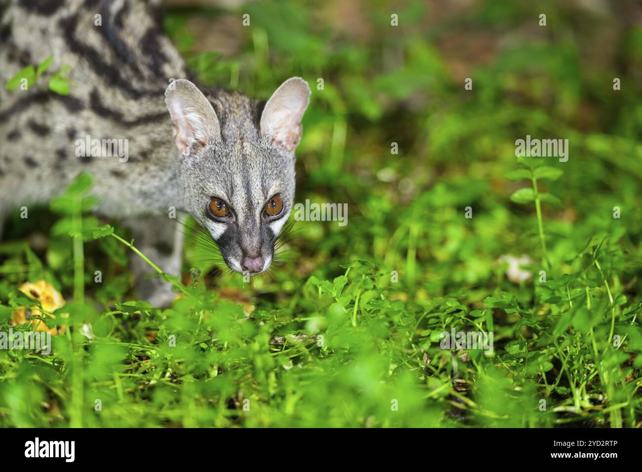 Common genet (Genetta genetta), wildlife in a forest, Montseny National ...