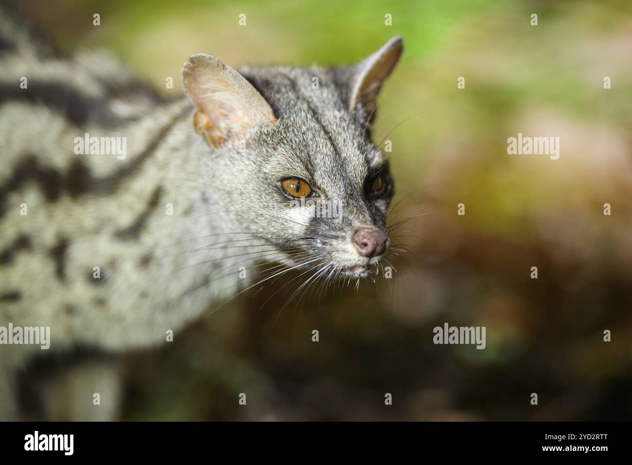 Common genet (Genetta genetta), wildlife in a forest, Montseny National ...