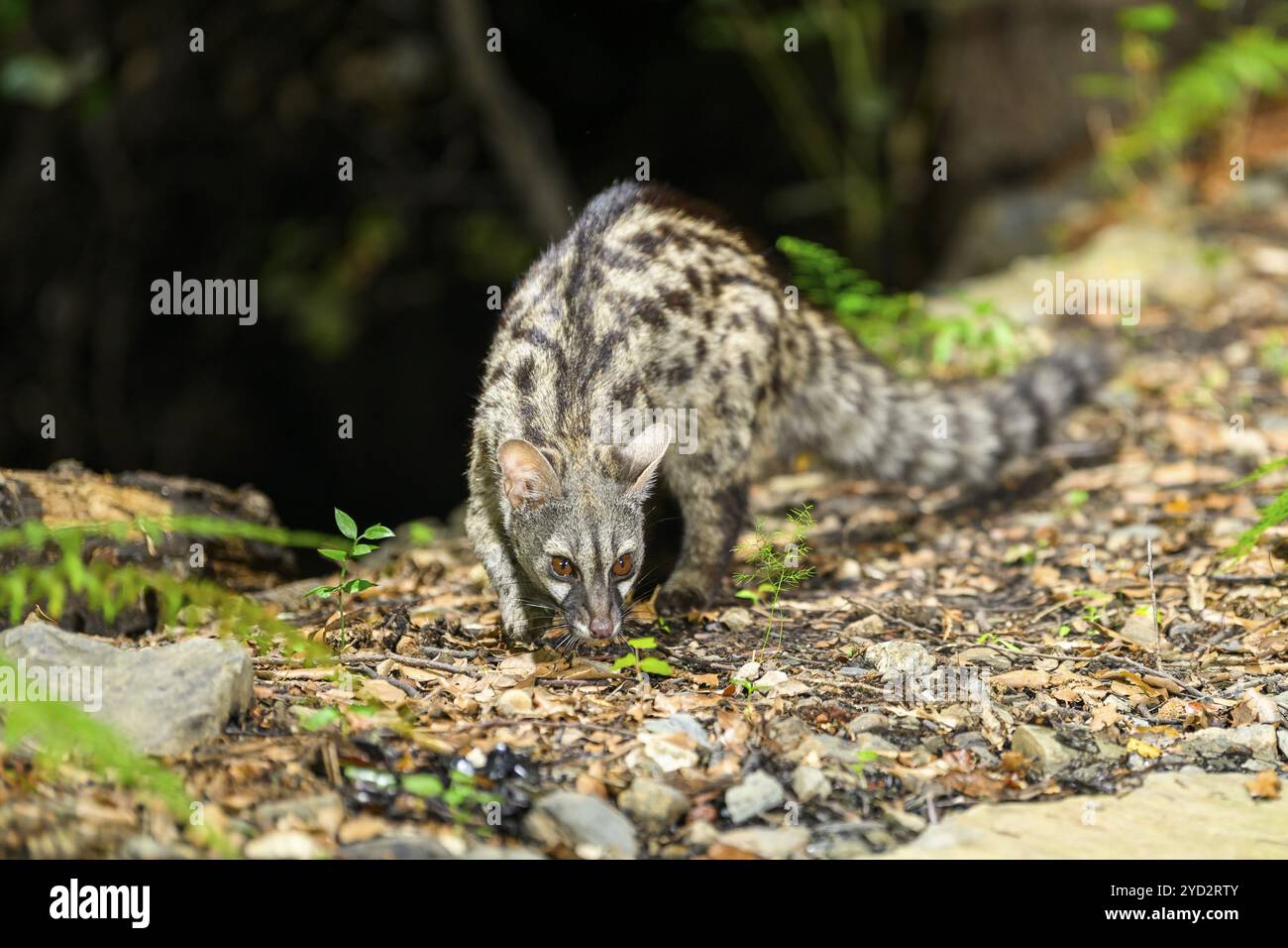 Common genet (Genetta genetta), wildlife in a forest, Montseny National ...