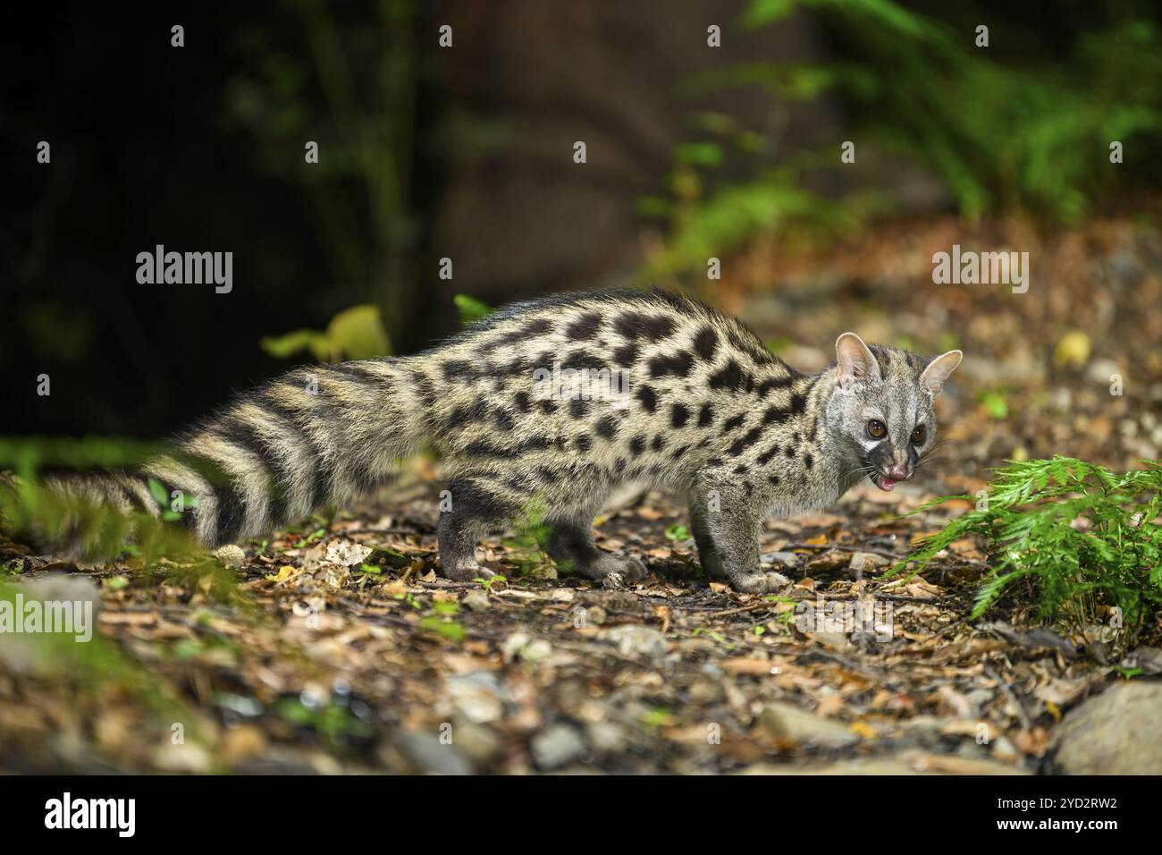 Common genet (Genetta genetta), wildlife in a forest, Montseny National ...