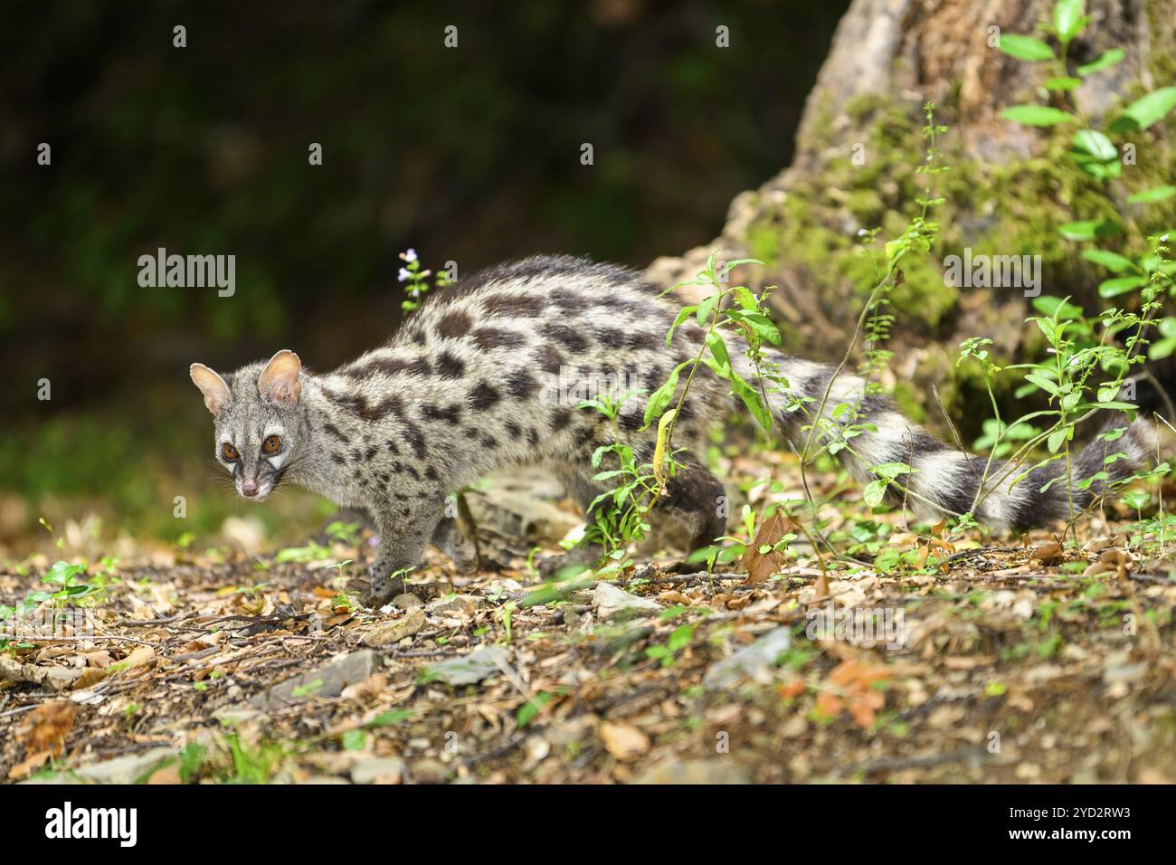 Common genet (Genetta genetta), wildlife in a forest, Montseny National ...