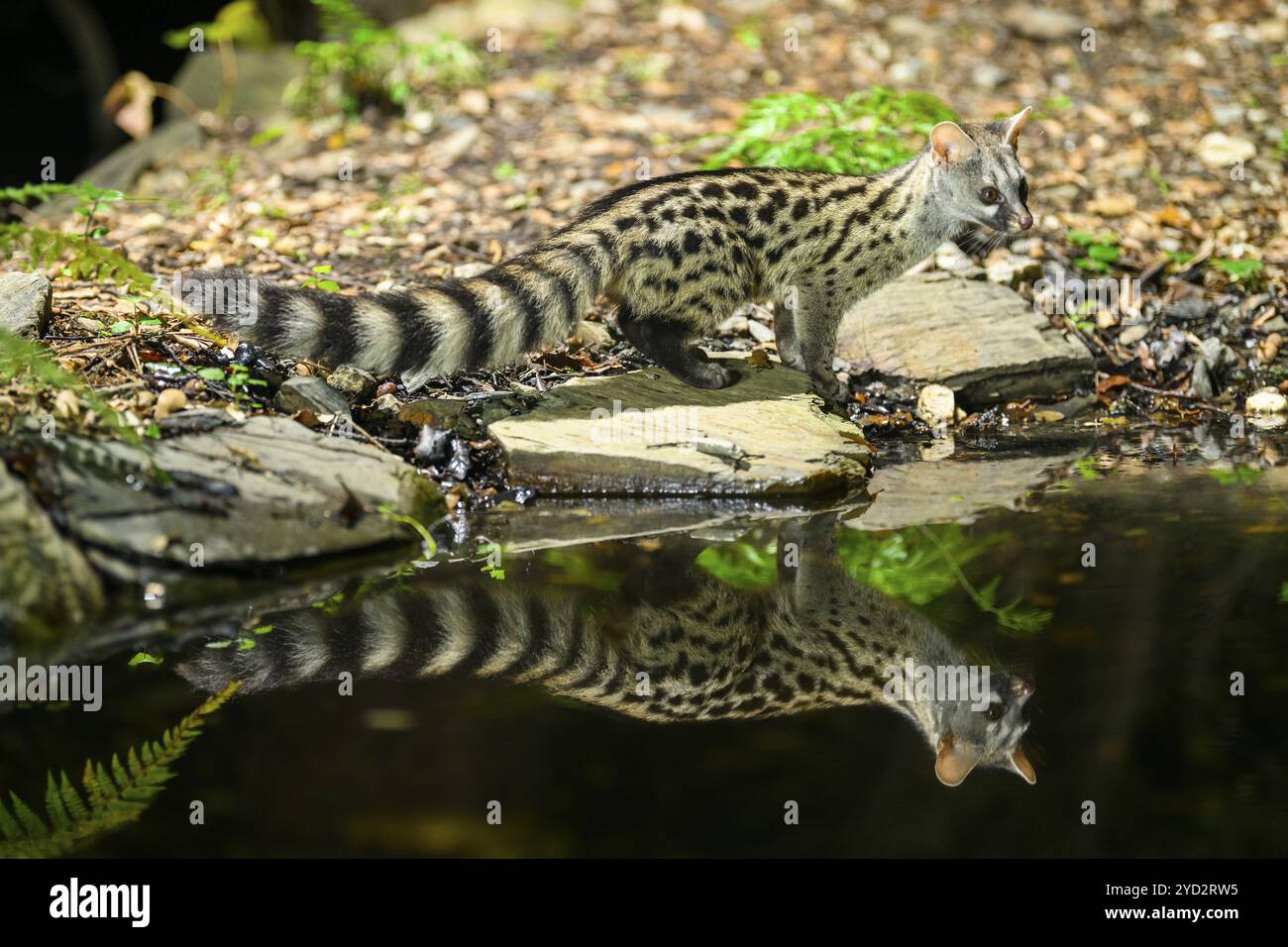 Young Common genet (Genetta genetta) at the shore of a lake, wildlife ...
