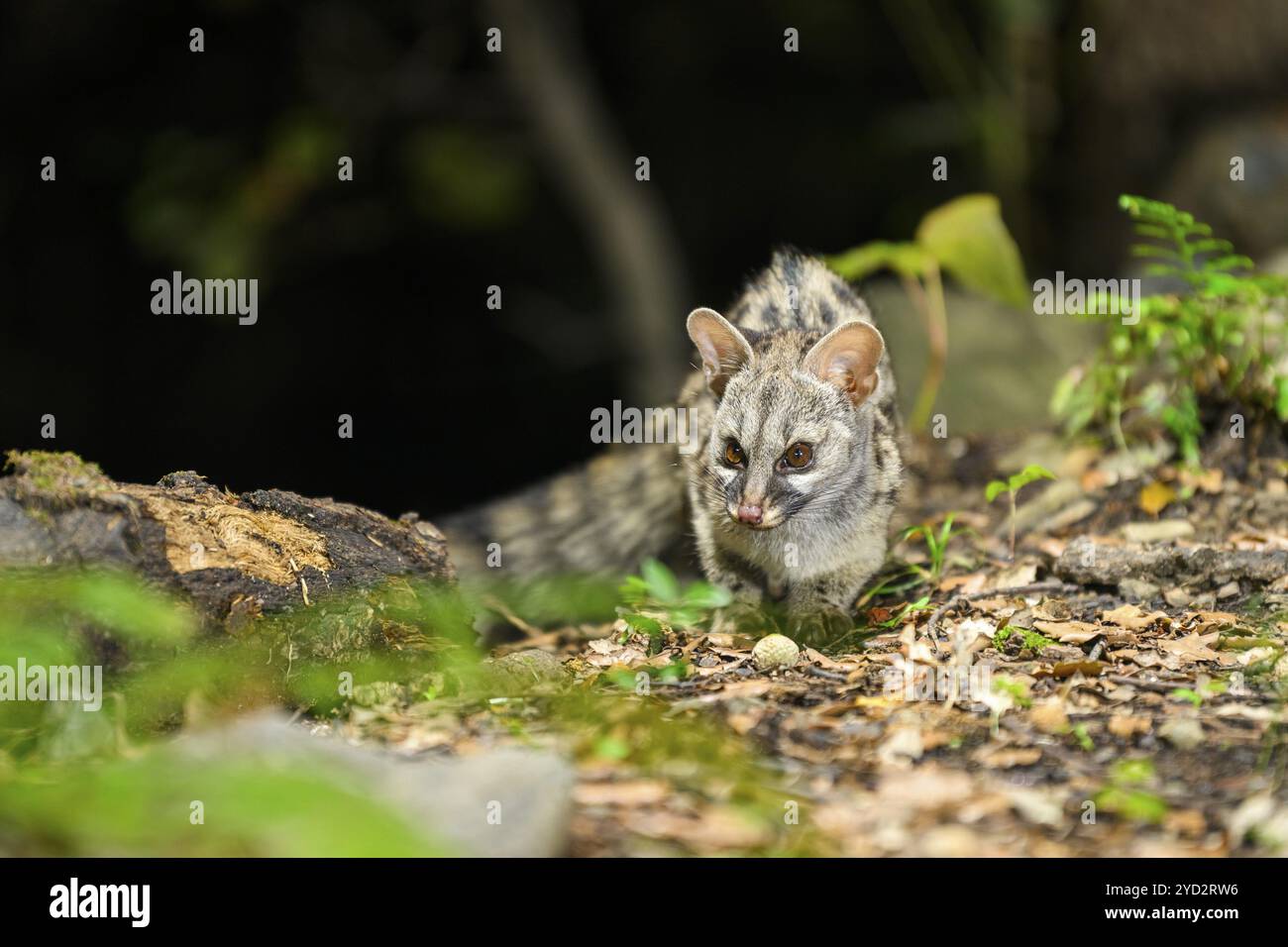 Common genet (Genetta genetta), wildlife in a forest, Montseny National ...