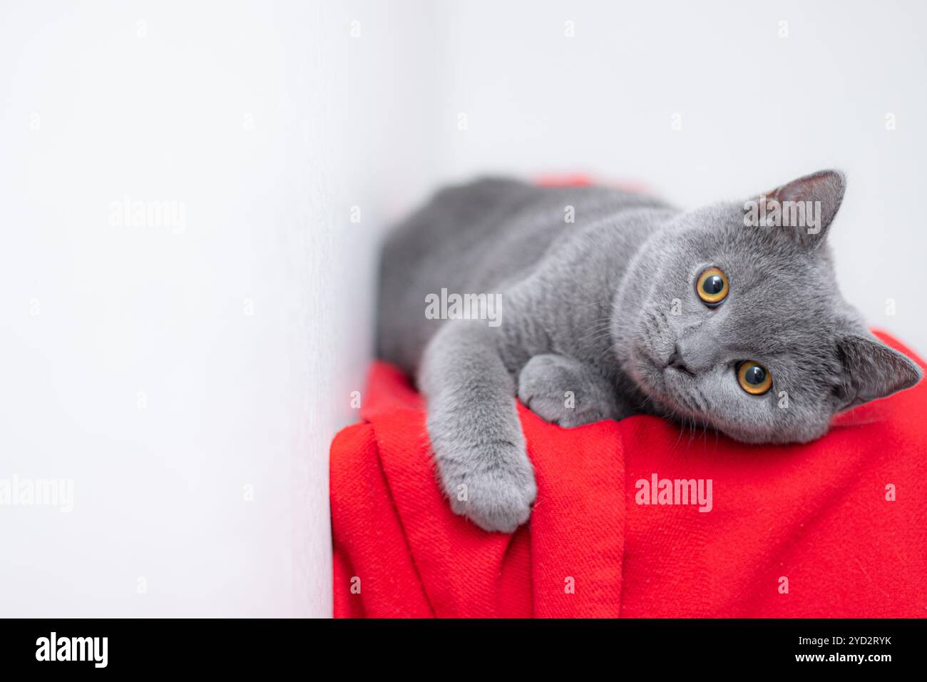 Grey smoky fluffy cat breed British looks at the camera on a red ...