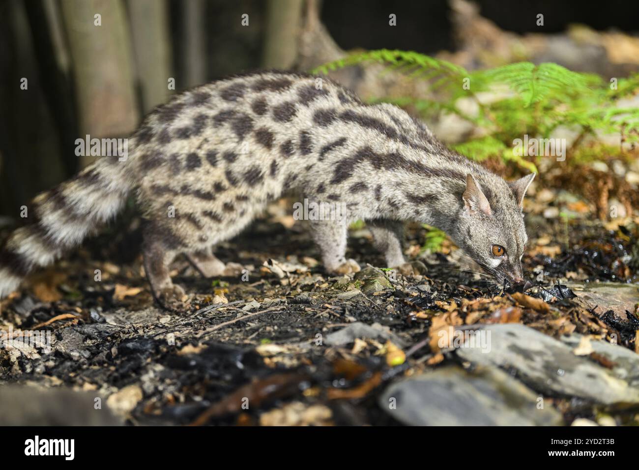 Common genet (Genetta genetta), wildlife in a forest, Montseny National ...