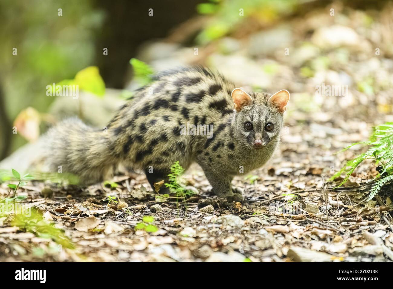 Common genet (Genetta genetta), cub wildlife in a forest, Montseny ...
