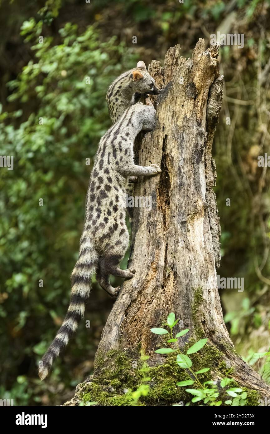 Common genet (Genetta genetta), climbing on a tree wildlife in a forest ...