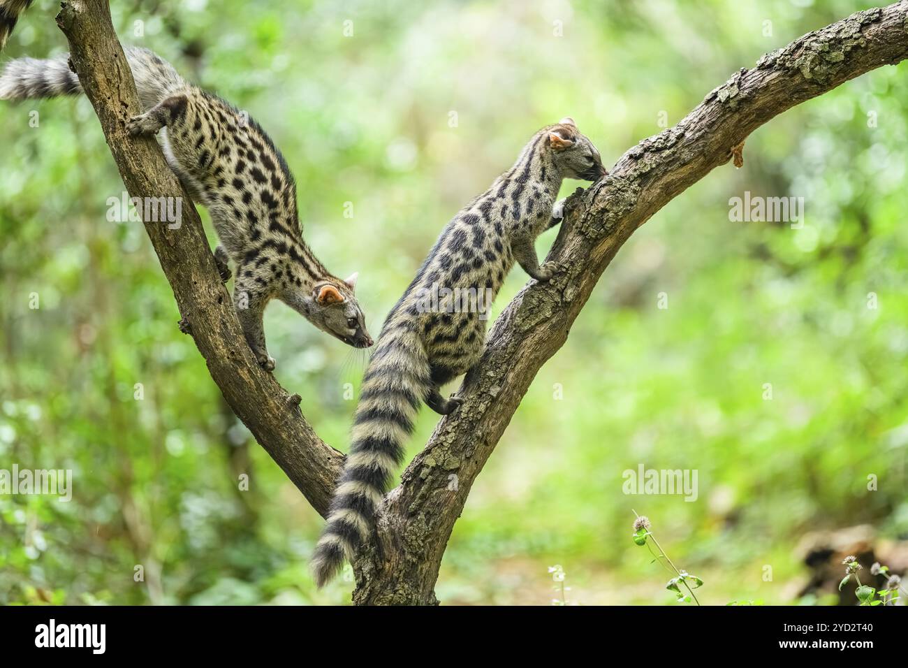 Common genet (Genetta genetta), climbing on a tree wildlife in a forest ...