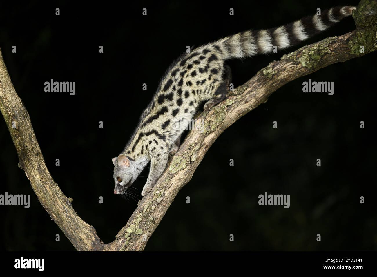 Common genet (Genetta genetta), climbing on a tree wildlife in a forest ...