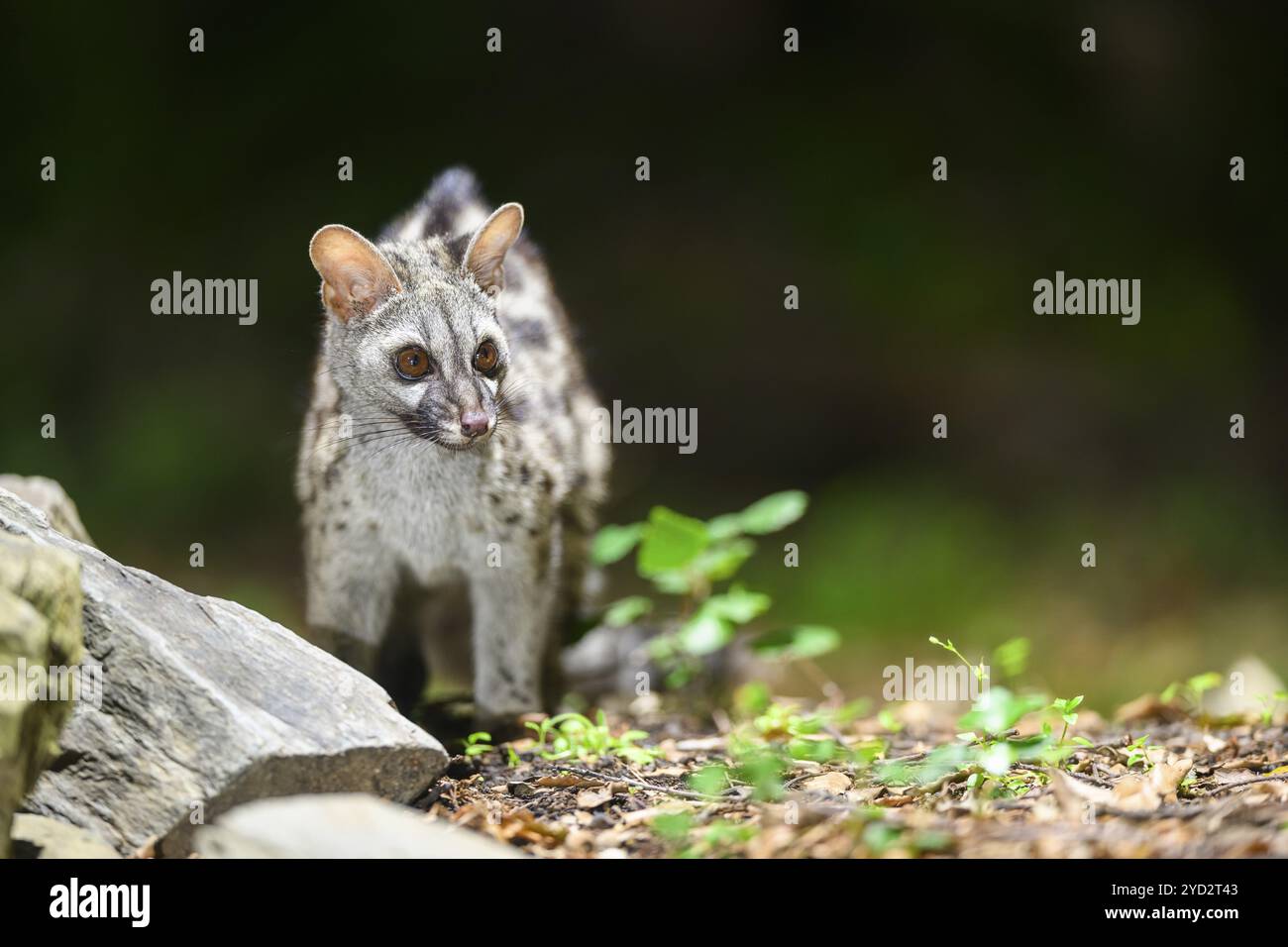 Common genet (Genetta genetta), wildlife in a forest, Montseny National ...