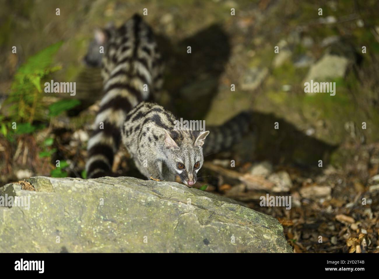 Common genet (Genetta genetta), wildlife in a forest, Montseny National ...