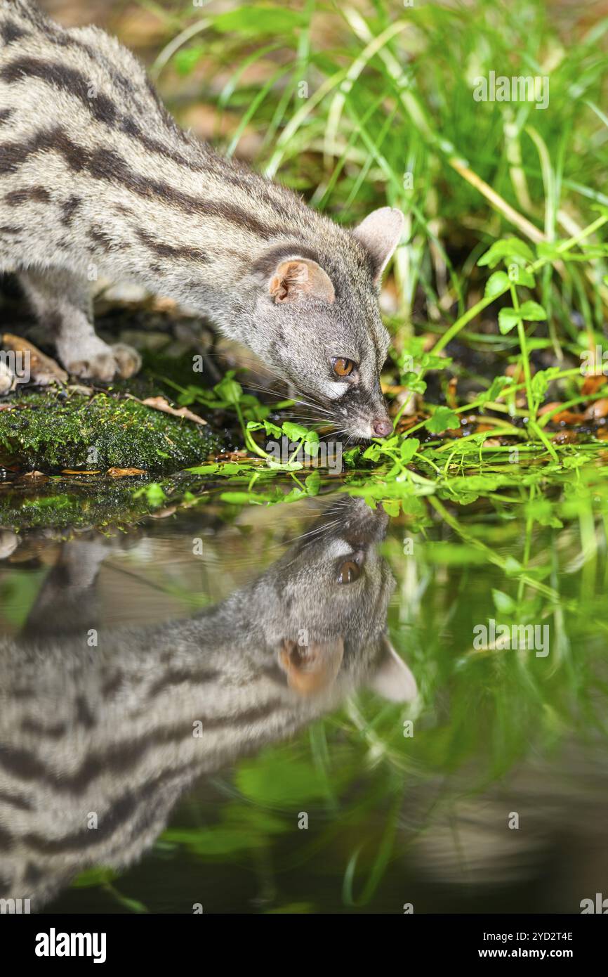 Common genet (Genetta genetta) drinking water at the shore of a lake ...
