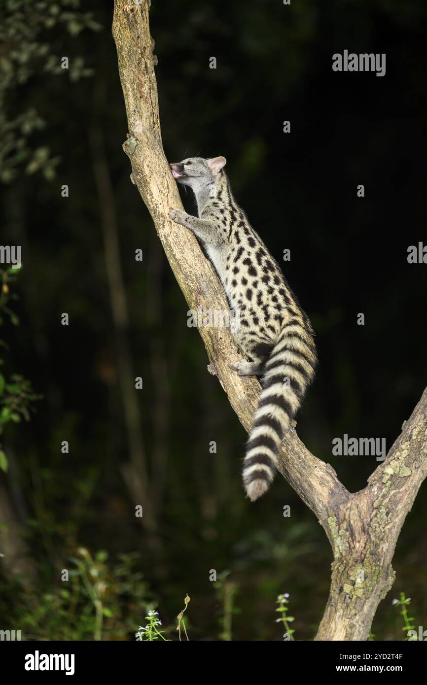 Common genet (Genetta genetta), climbing on a tree wildlife in a forest ...