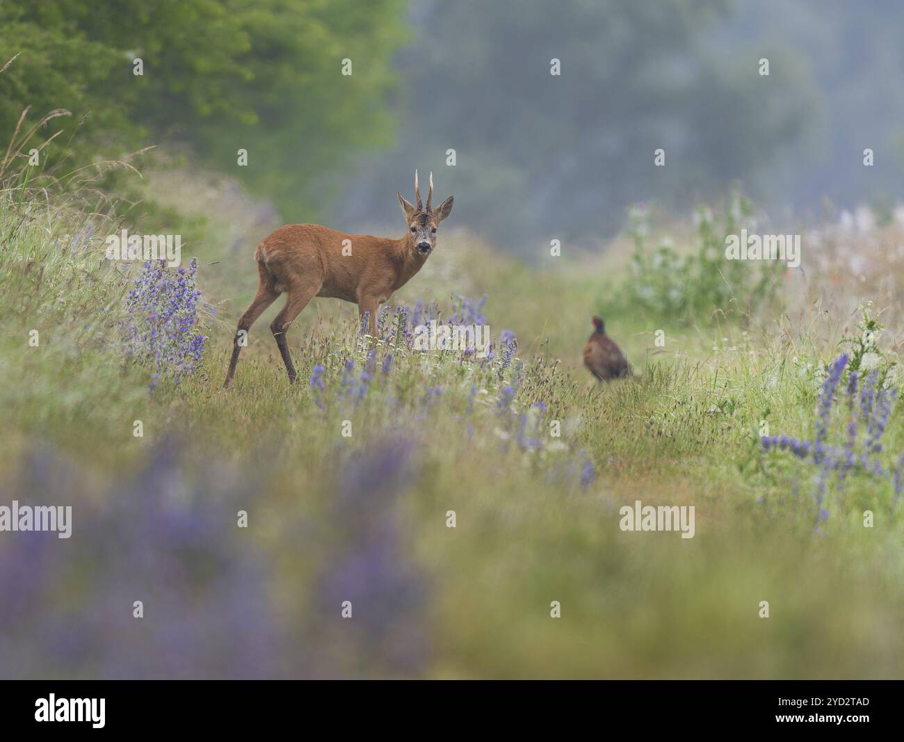 Roe deer (Capreolus capreolus), roebuck standing on a field path and ...