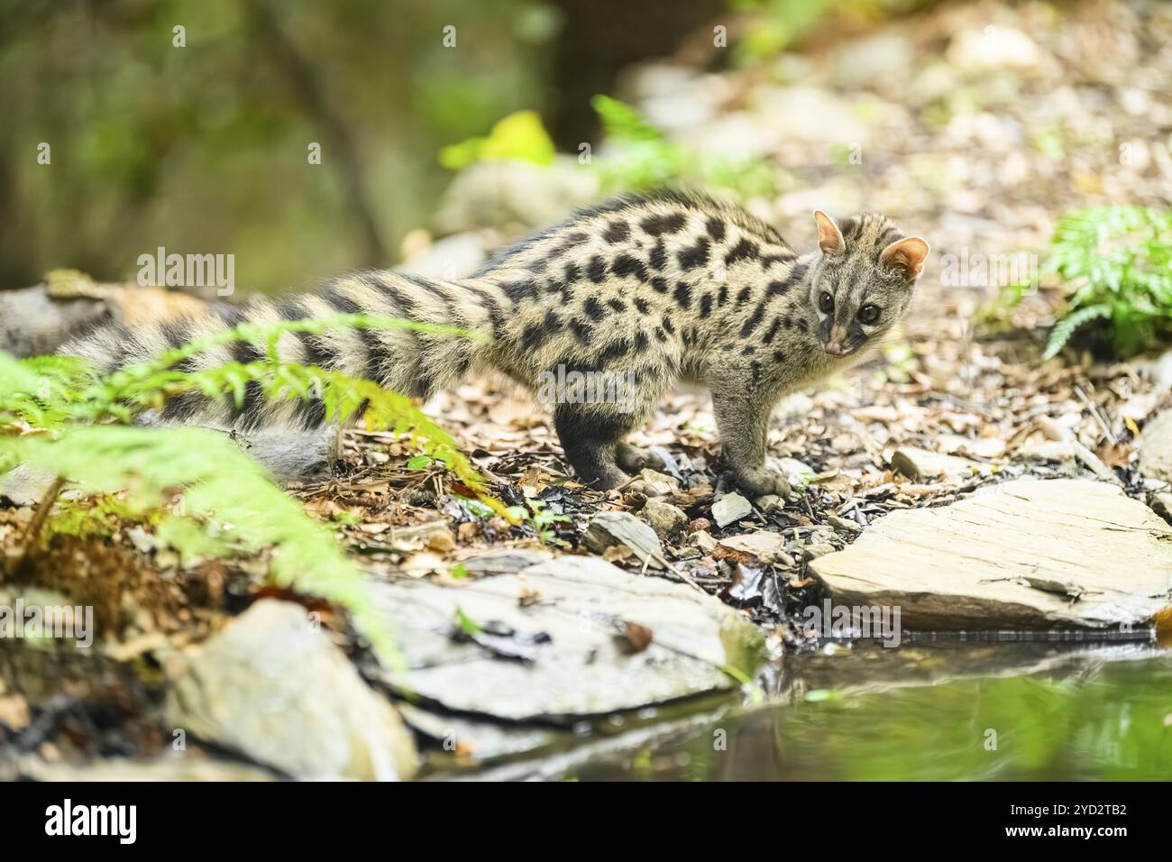 Viverri hi-res stock photography and images - Alamy
