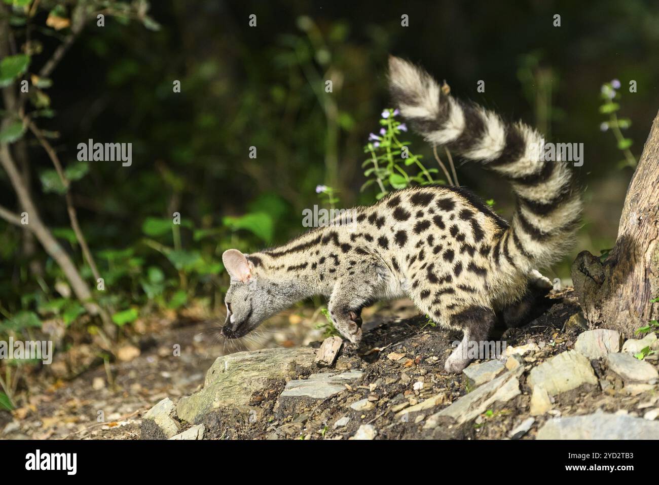 Common genet (Genetta genetta), wildlife in a forest, Montseny National ...