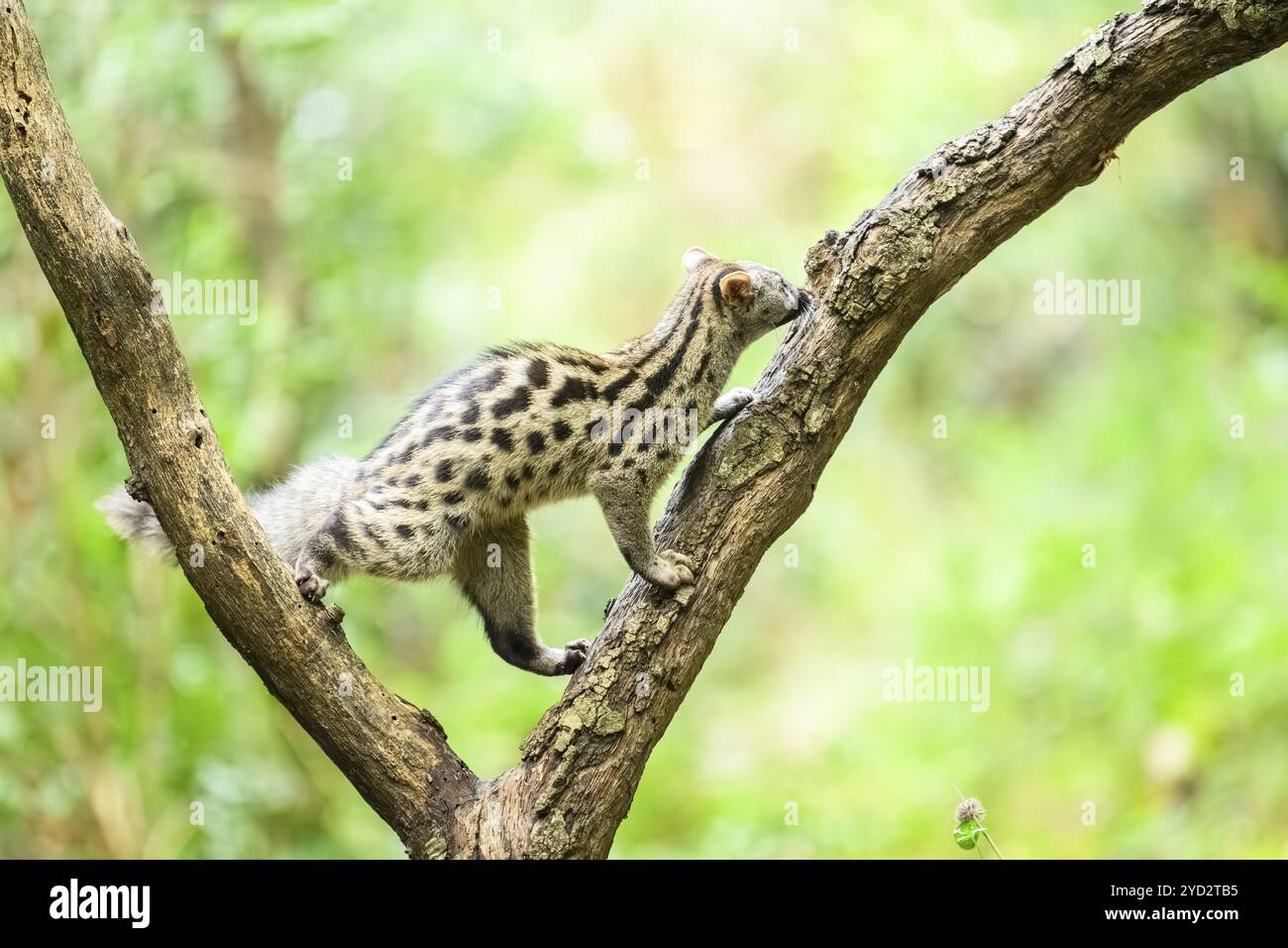 Common genet (Genetta genetta), climbing on a tree wildlife in a forest ...