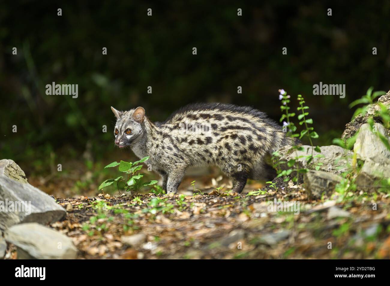 Common genet (Genetta genetta), wildlife in a forest, Montseny National ...