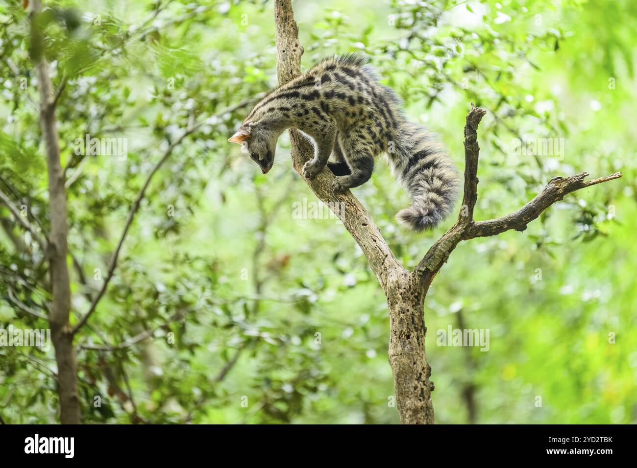 Common genet (Genetta genetta), climbing on a tree wildlife in a forest ...