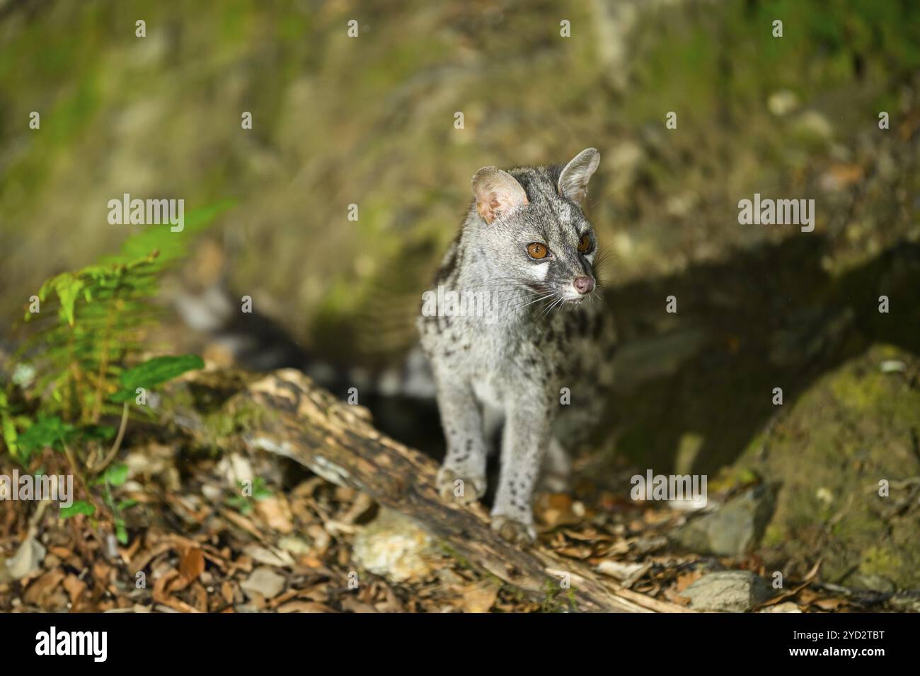 Common genet (Genetta genetta), wildlife in a forest, Montseny National ...