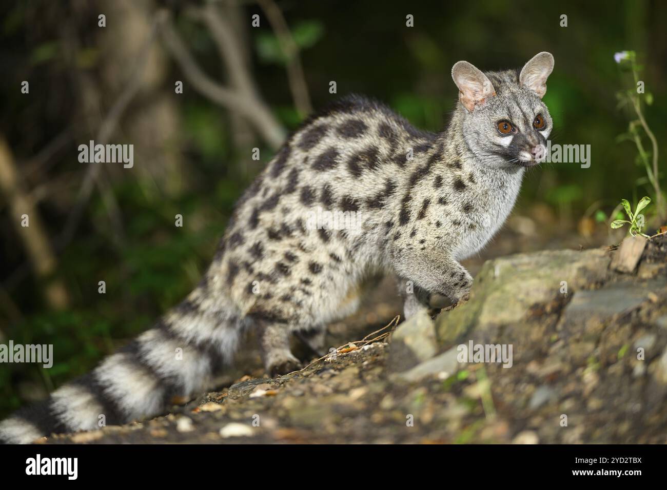 Common genet (Genetta genetta), wildlife in a forest, Montseny National ...