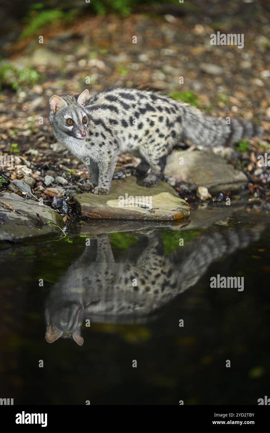 Common genet (Genetta genetta) at the shore of a lake, wildlife in a ...