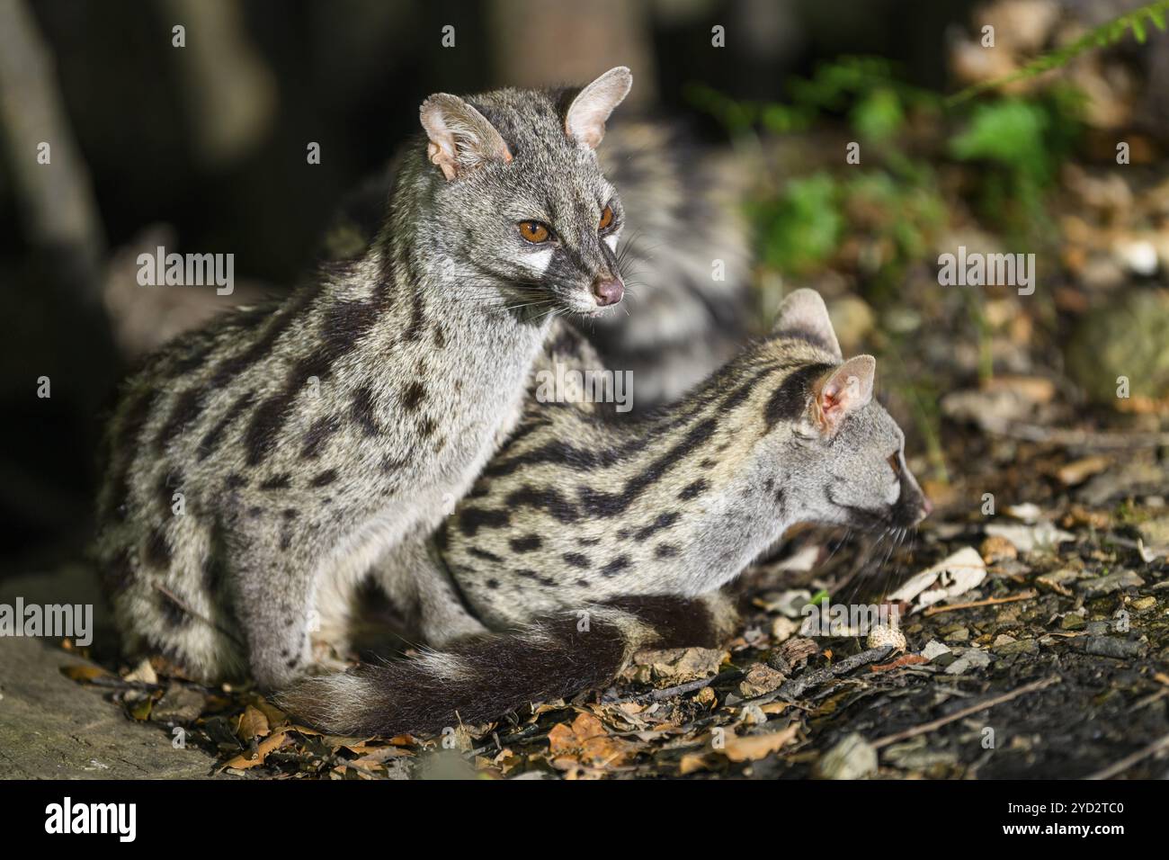 Two Common genets (Genetta genetta), cuddling wildlife in a forest ...