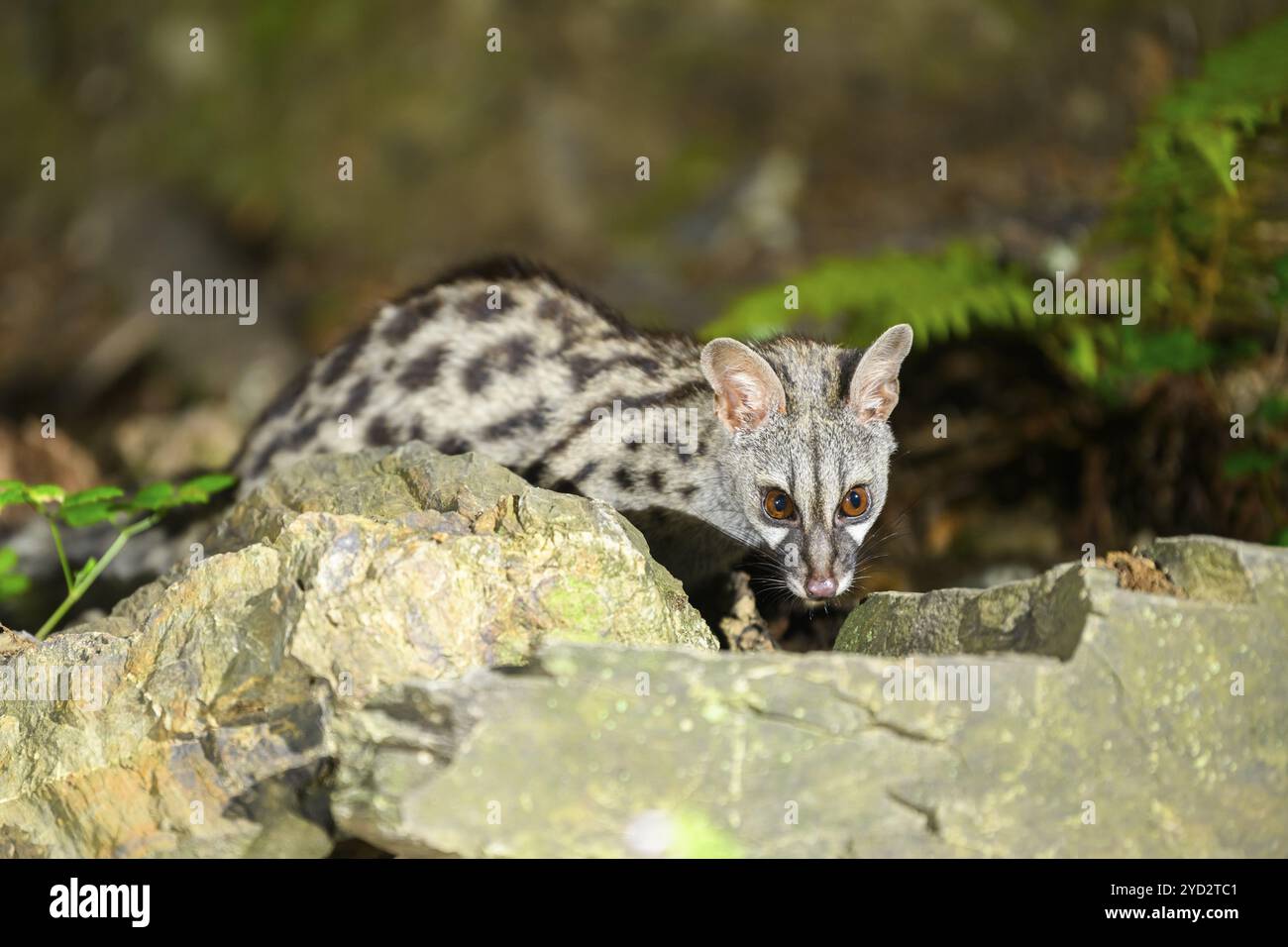 Common genet (Genetta genetta), wildlife in a forest, Montseny National ...