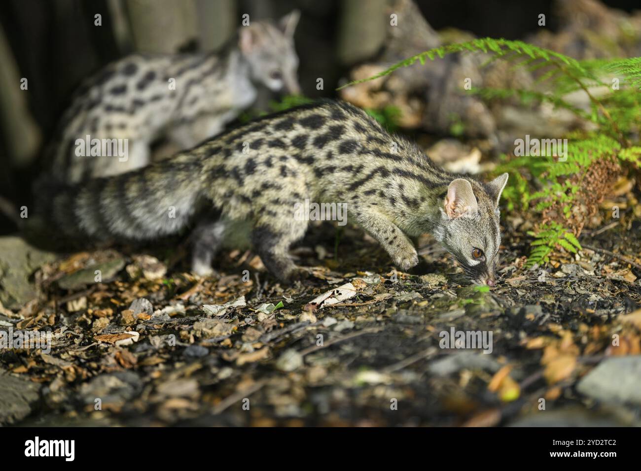 Common genet (Genetta genetta), wildlife in a forest, Montseny National ...