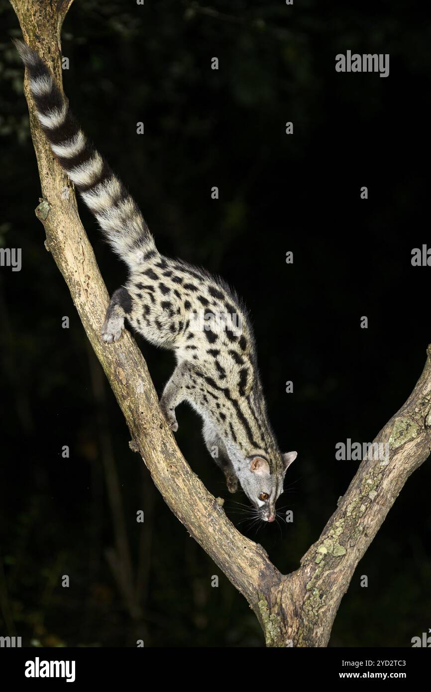 Common genet (Genetta genetta), climbing on a tree wildlife in a forest ...