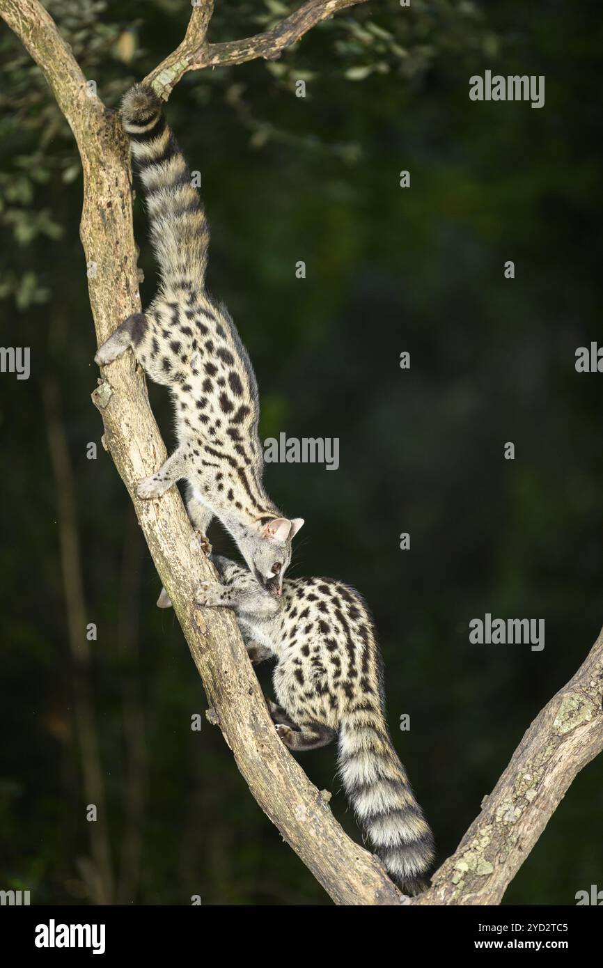 Common genet (Genetta genetta), climbing on a tree wildlife in a forest ...