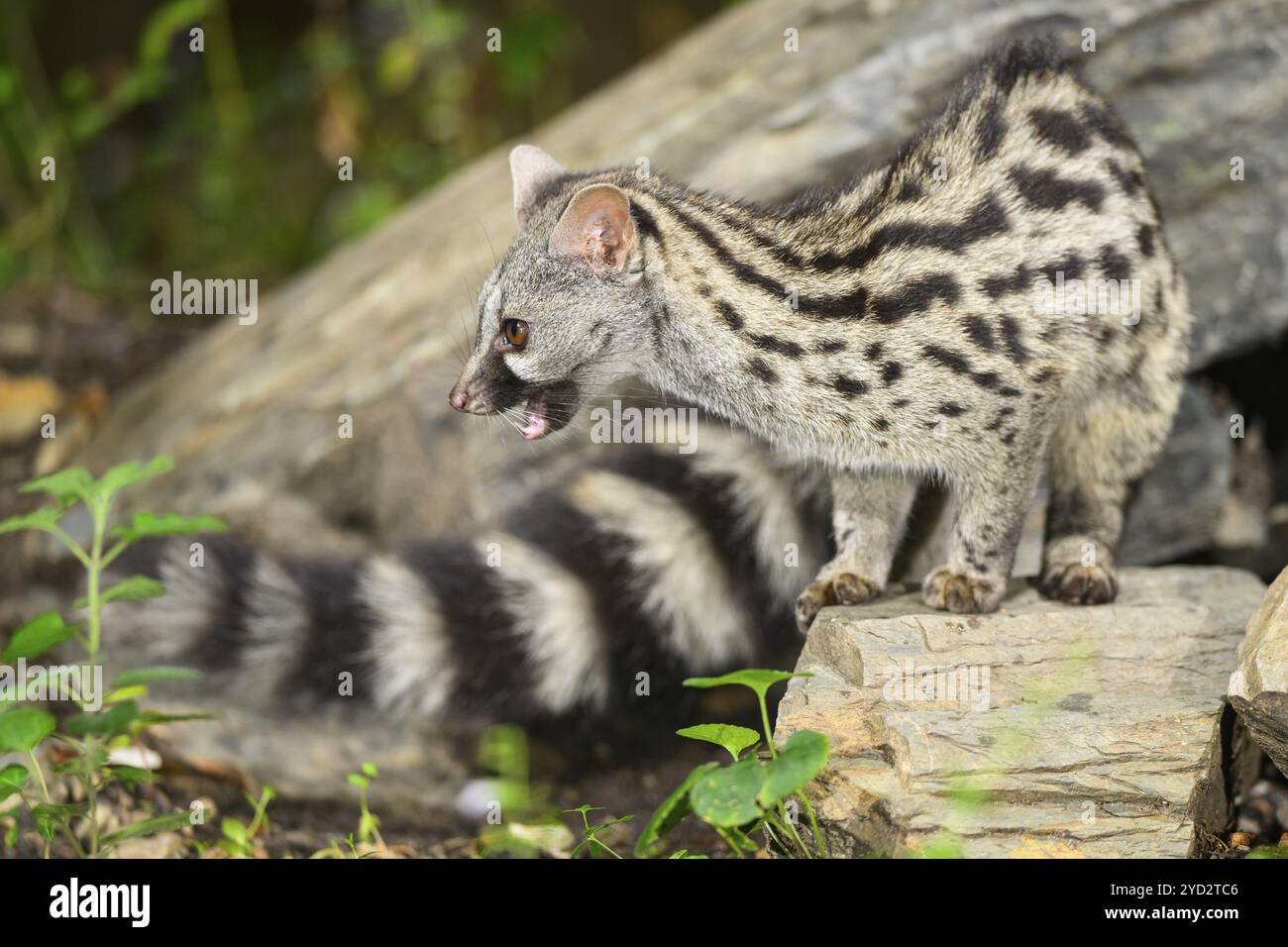 Common genet (Genetta genetta), wildlife in a forest, Montseny National ...