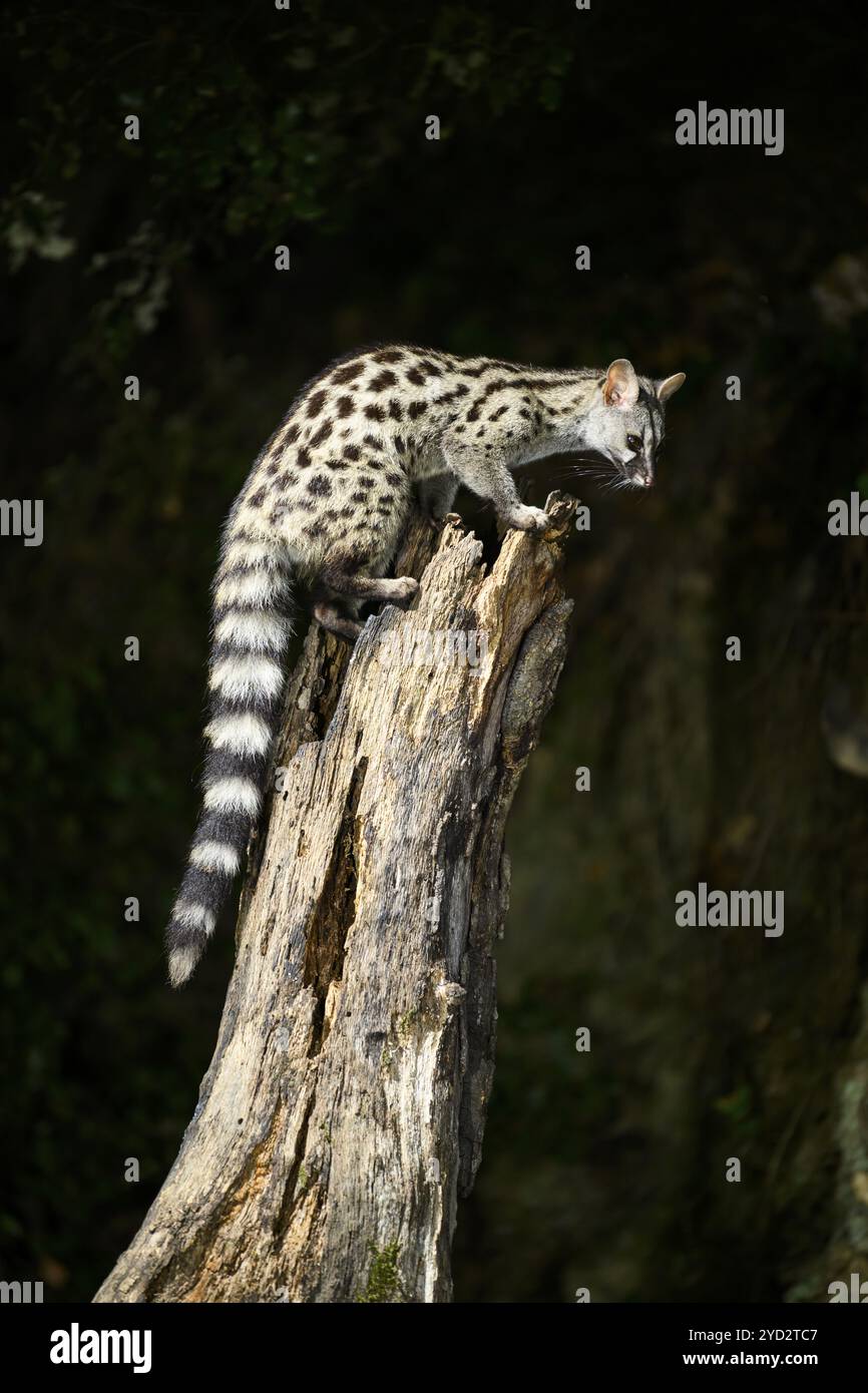 Common genet (Genetta genetta), climbing on a tree wildlife in a forest ...