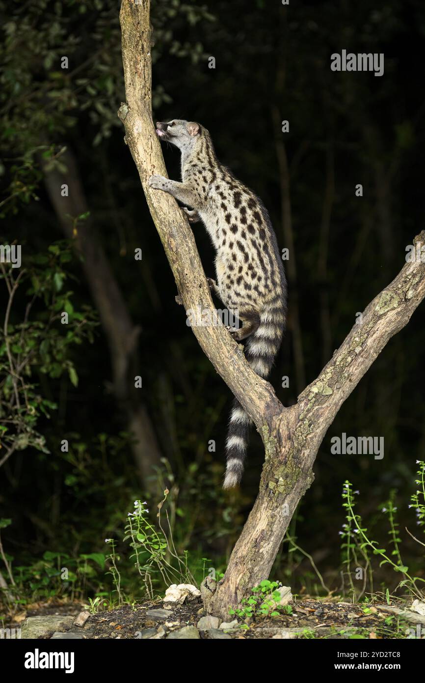 Common genet (Genetta genetta), climbing on a tree wildlife in a forest ...