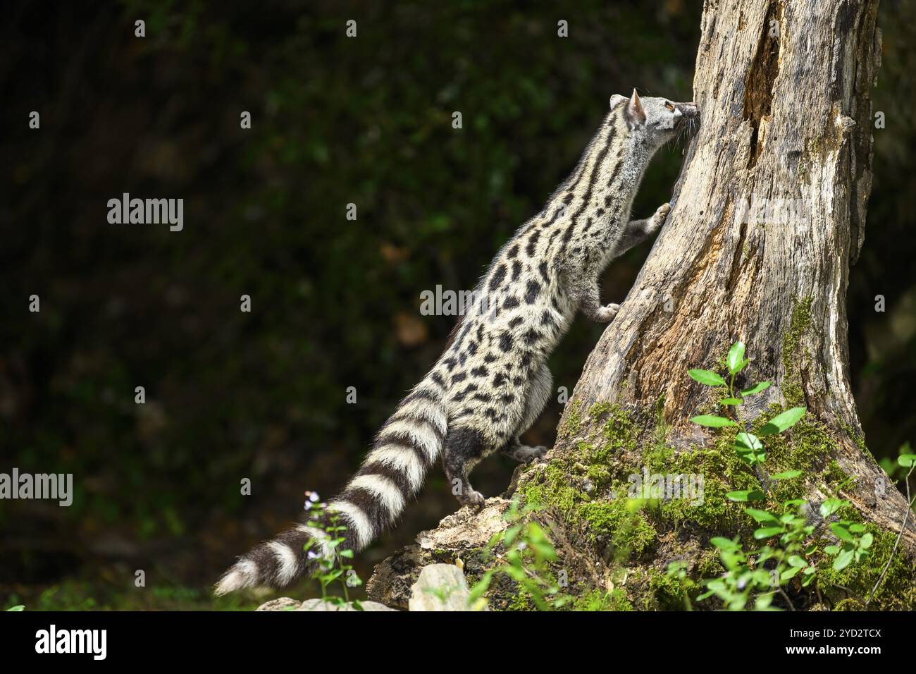 Common genet (Genetta genetta), climbing on a tree wildlife in a forest ...