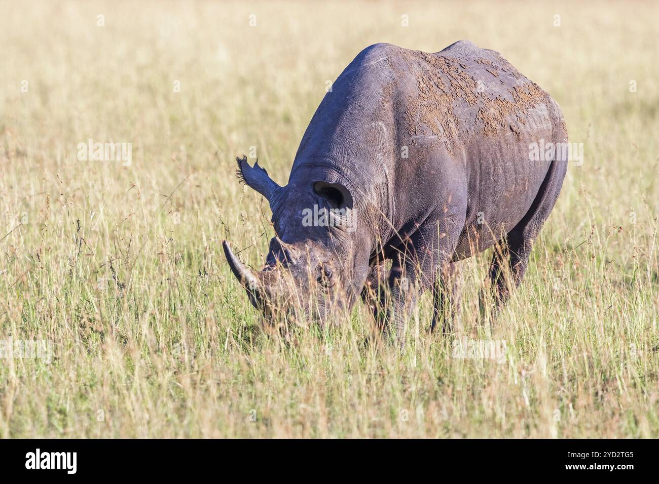 Black rhinoceros (Diceros bicornis) grazing on a savanna grassland in ...