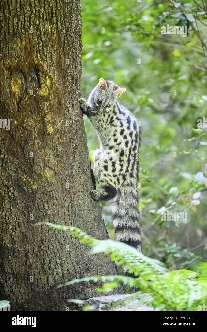Common genet (Genetta genetta), climbing on a tree wildlife in a forest ...