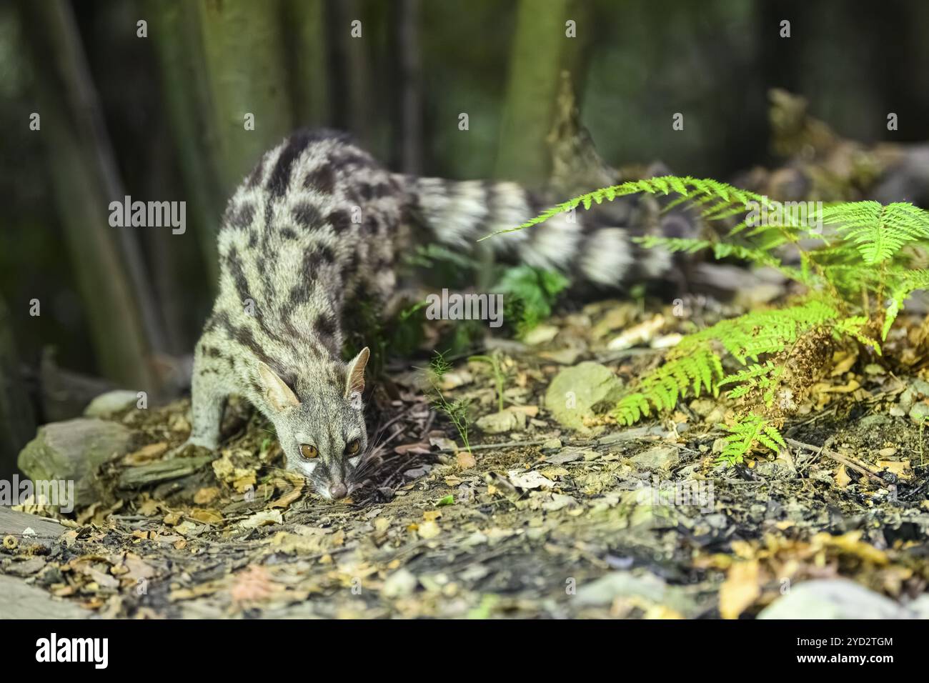Common genet (Genetta genetta), wildlife in a forest, Montseny National ...