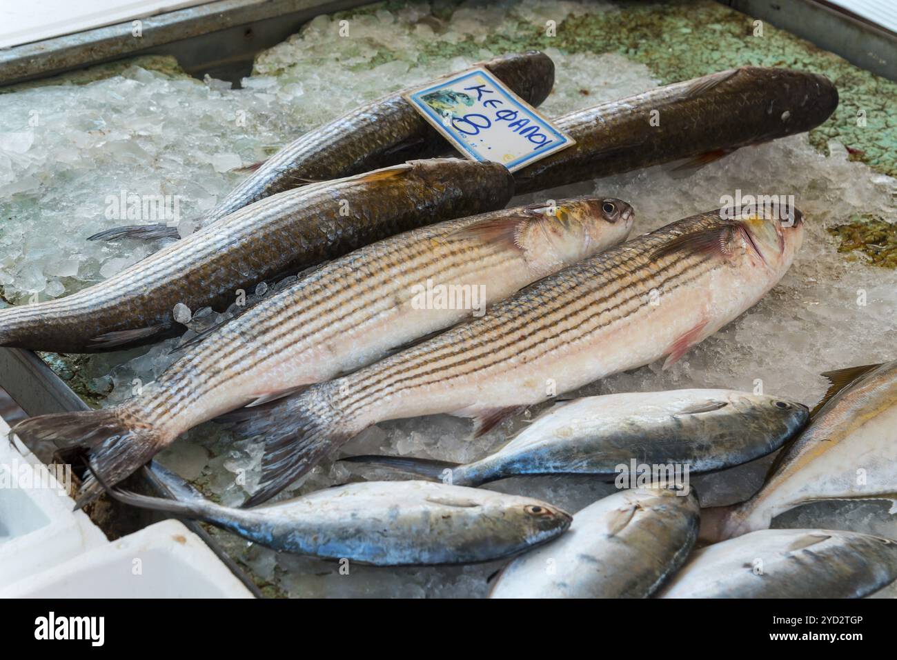 Mullet fish hi-res stock photography and images - Alamy