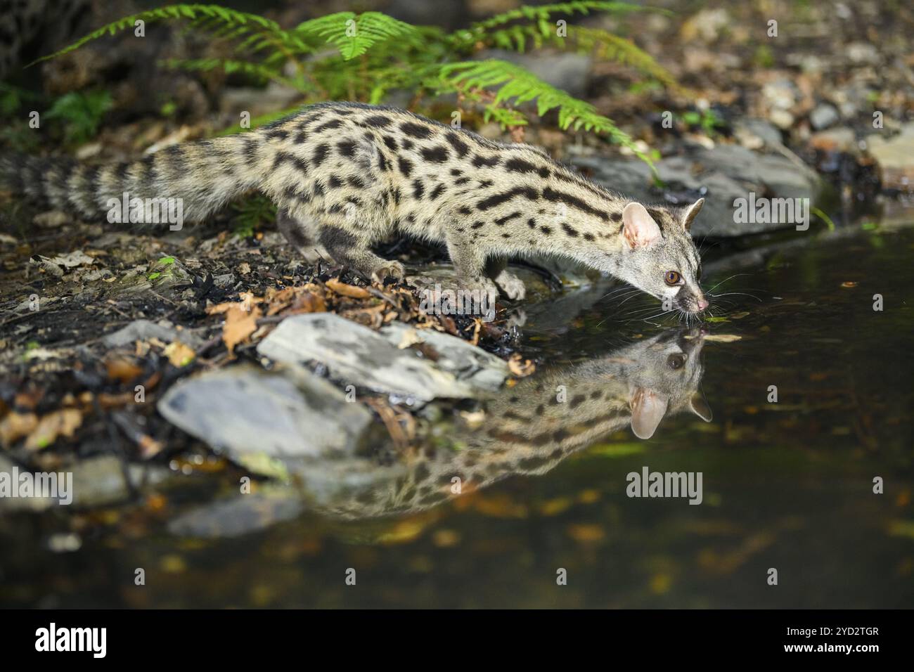 Young Common genet (Genetta genetta) at the shore of a lake, wildlife ...