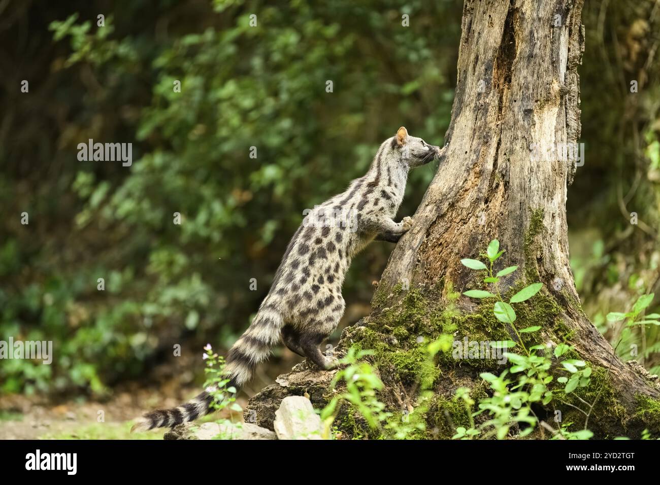 Common genet (Genetta genetta), climbing on a tree wildlife in a forest ...
