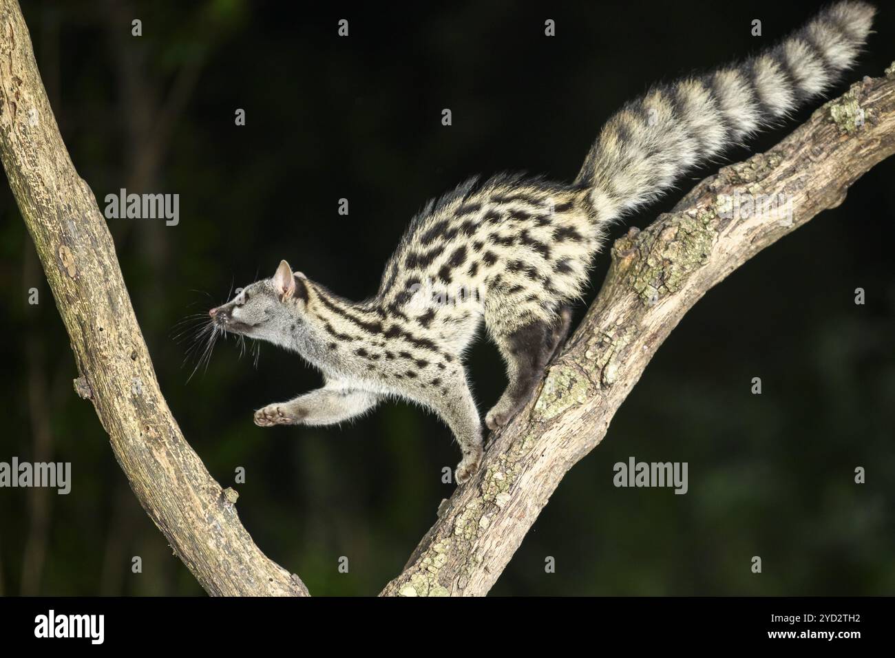Common genet (Genetta genetta), climbing on a tree wildlife in a forest ...