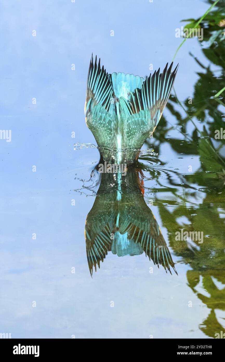 Common kingfisher (Alcedo atthis) diving into the water to hunt fish ...