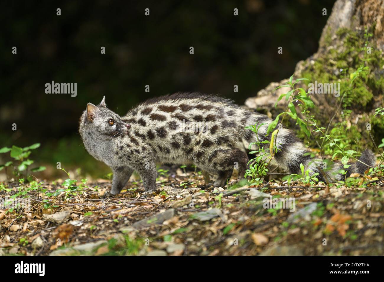 Common genet (Genetta genetta), wildlife in a forest, Montseny National ...
